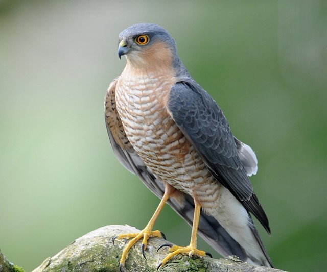 Roadside raptor takes a downward turn - BirdGuides