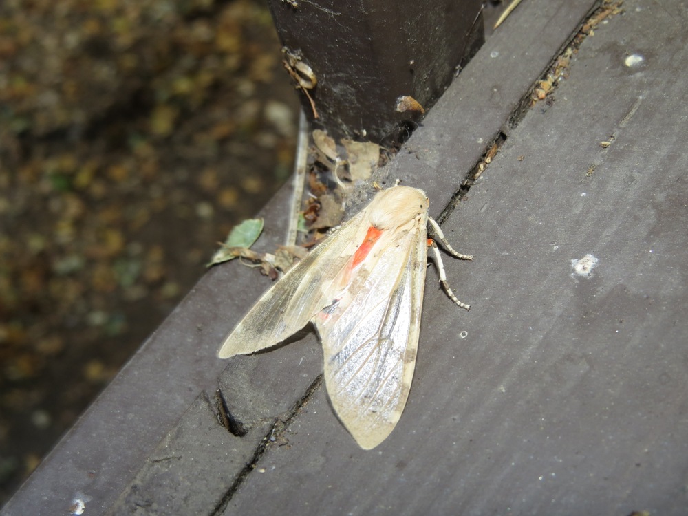 Edwards' Glassy-wing Moth by Michael Southall - BirdGuides