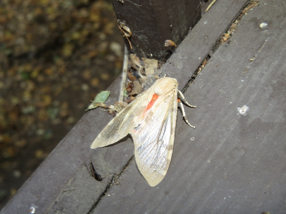 Edwards' Glassy-wing Moth by Michael Southall - BirdGuides