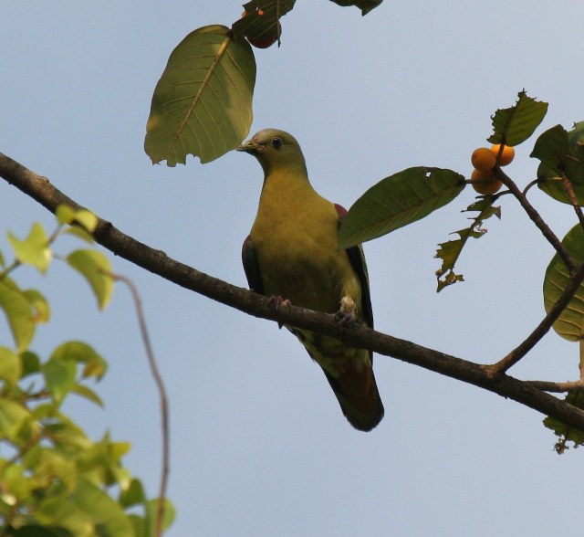 Details : Sri Lanka Green Pigeon - BirdGuides