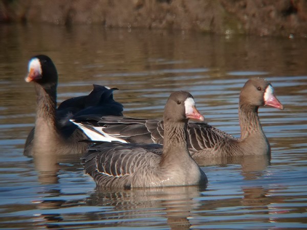 Details : Russian White-fronted Goose - BirdGuides