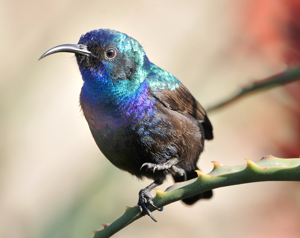 Details : Palestine Sunbird - BirdGuides