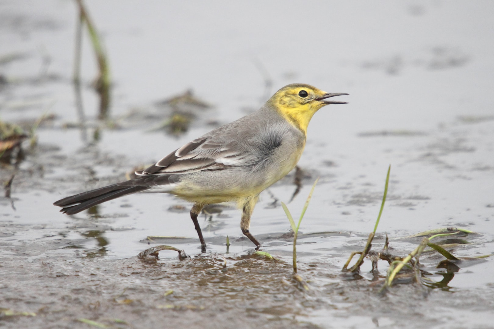 Citrine Wagtail by Jamie Sample - BirdGuides