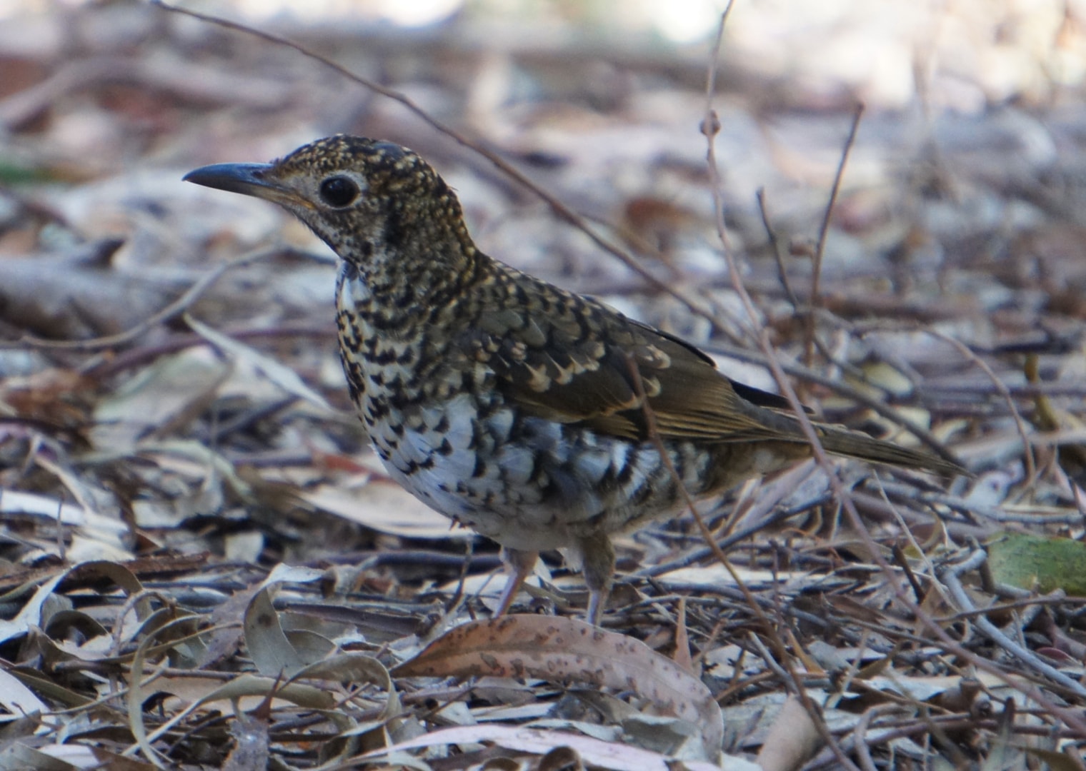 Bassian Thrush by Robin Sandham - BirdGuides