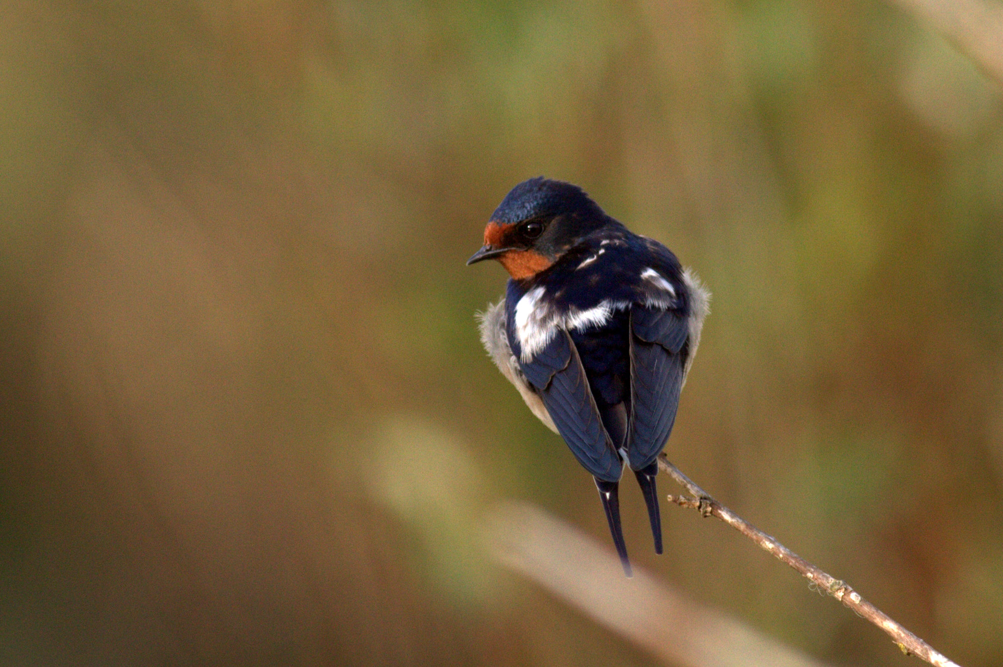Swallow by Brian Mellow - BirdGuides