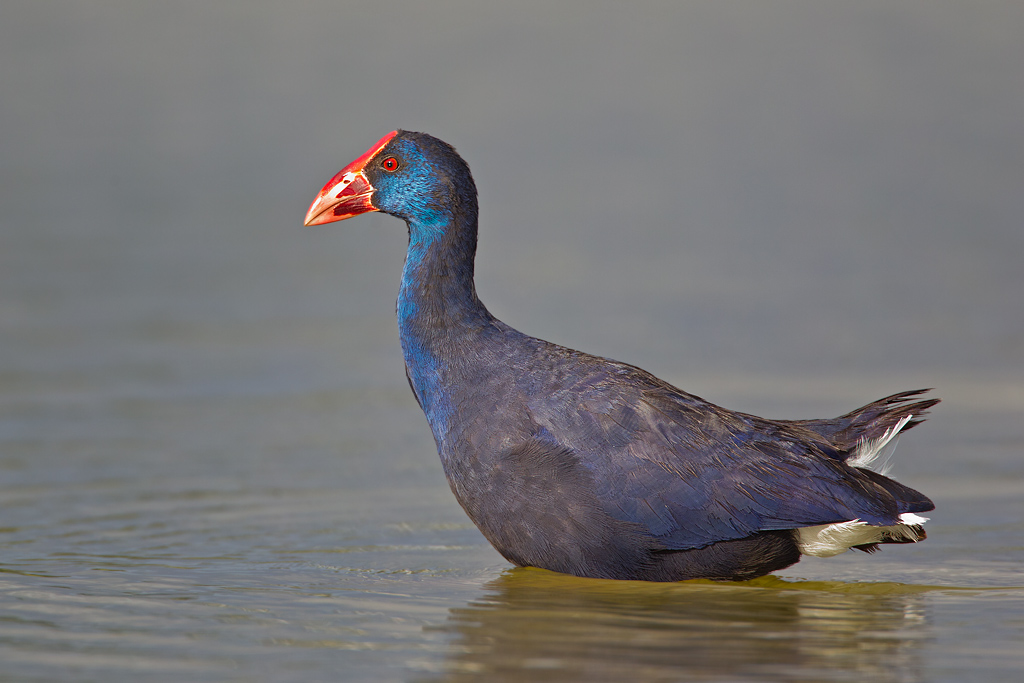 Details : Western Swamphen - BirdGuides
