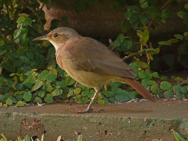 Details : Rufous Hornero - BirdGuides