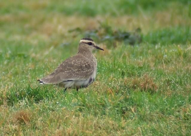 Details : Sociable Lapwing - BirdGuides