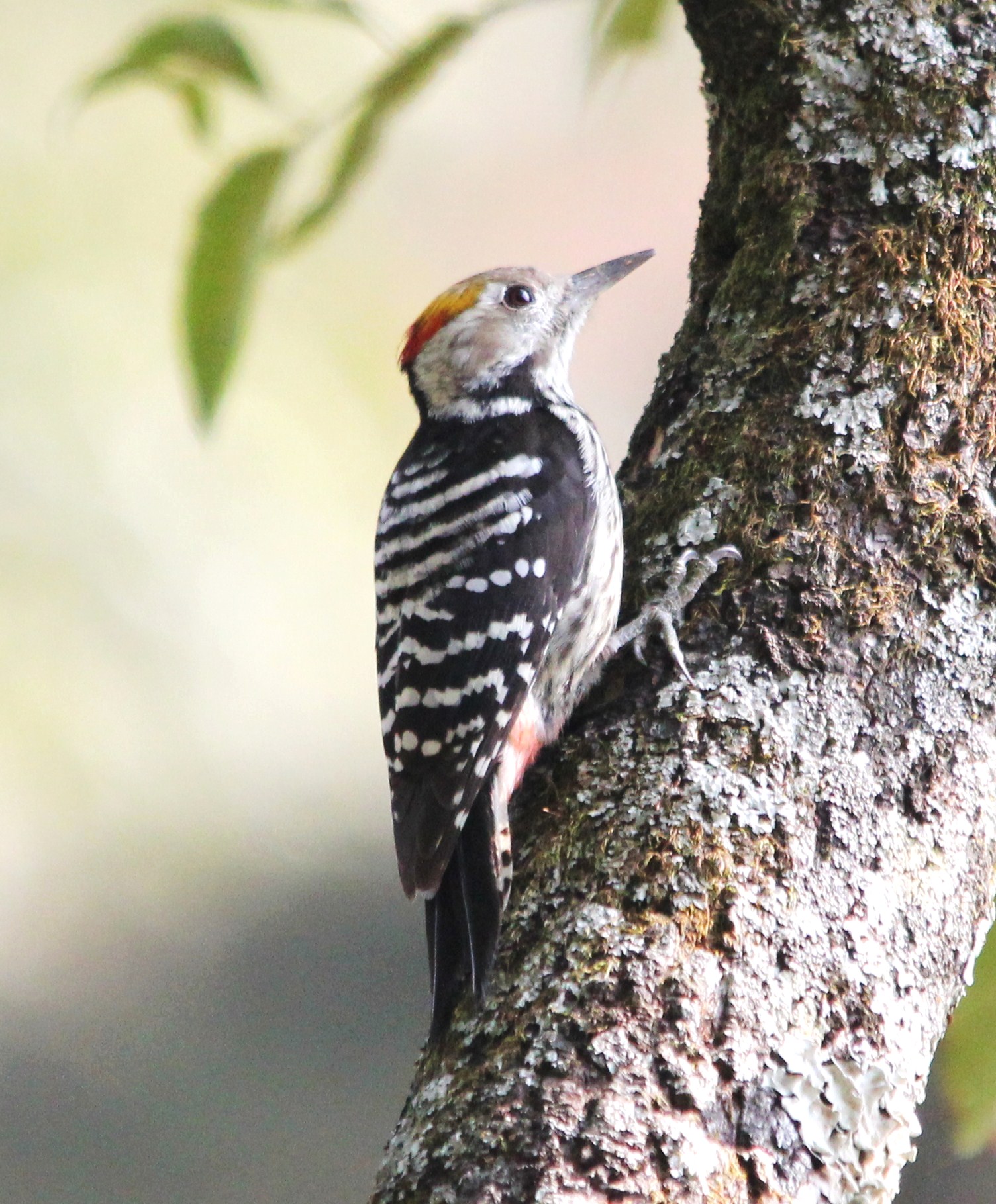 Details : Brown-fronted Woodpecker - BirdGuides