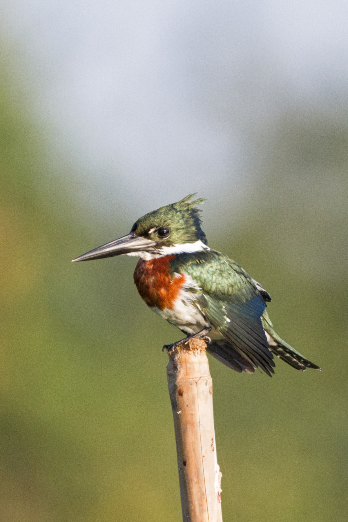 Details : Amazon Kingfisher - BirdGuides