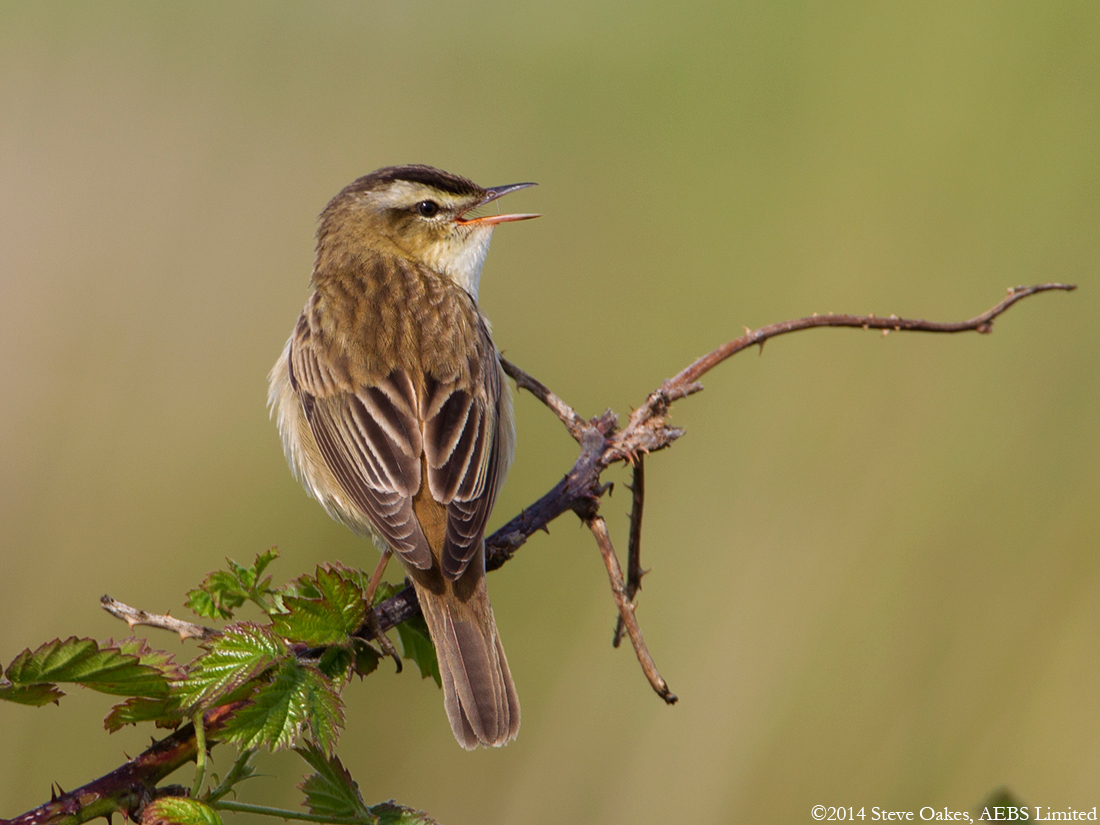 Details : Sedge Warbler - BirdGuides