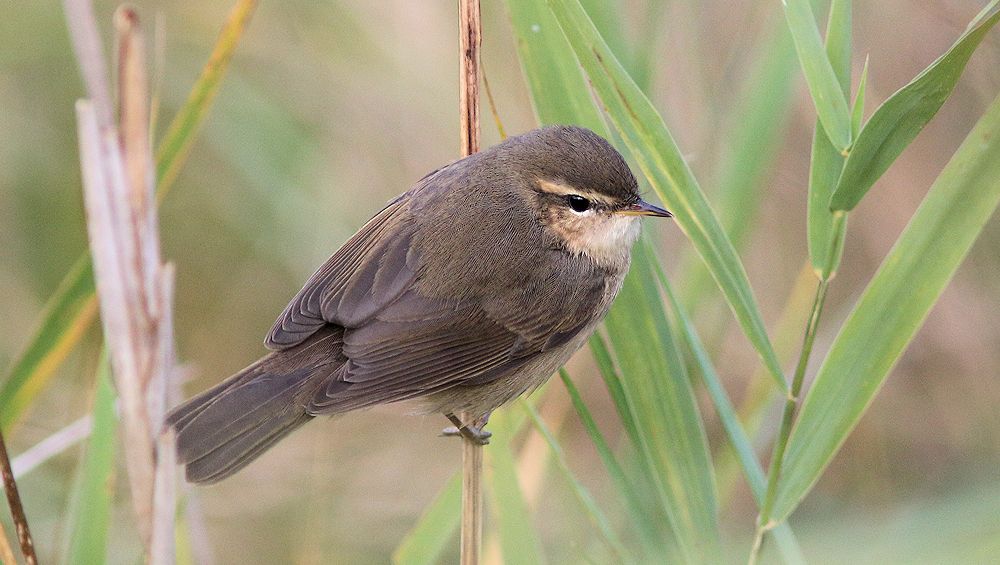 Details : Dusky Warbler - BirdGuides