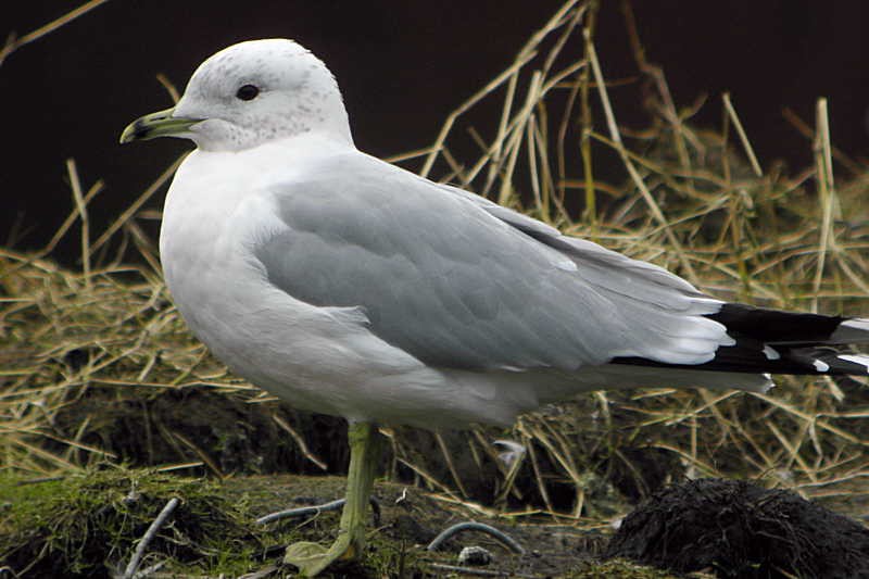 Details : Common Gull - BirdGuides