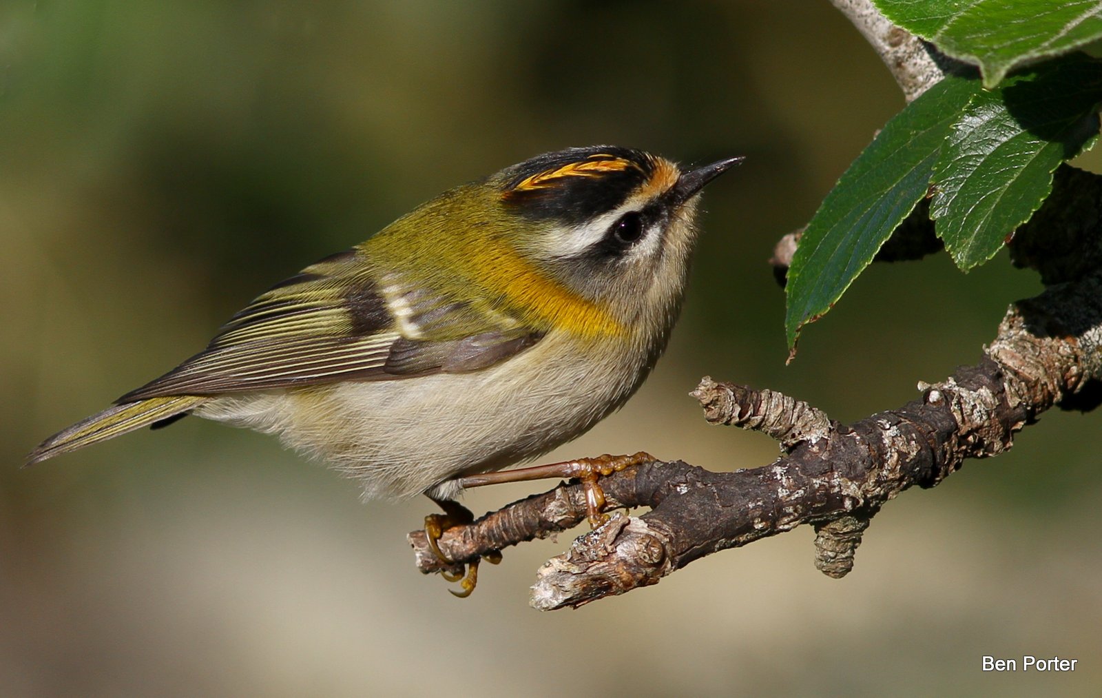 Details : Firecrest - BirdGuides