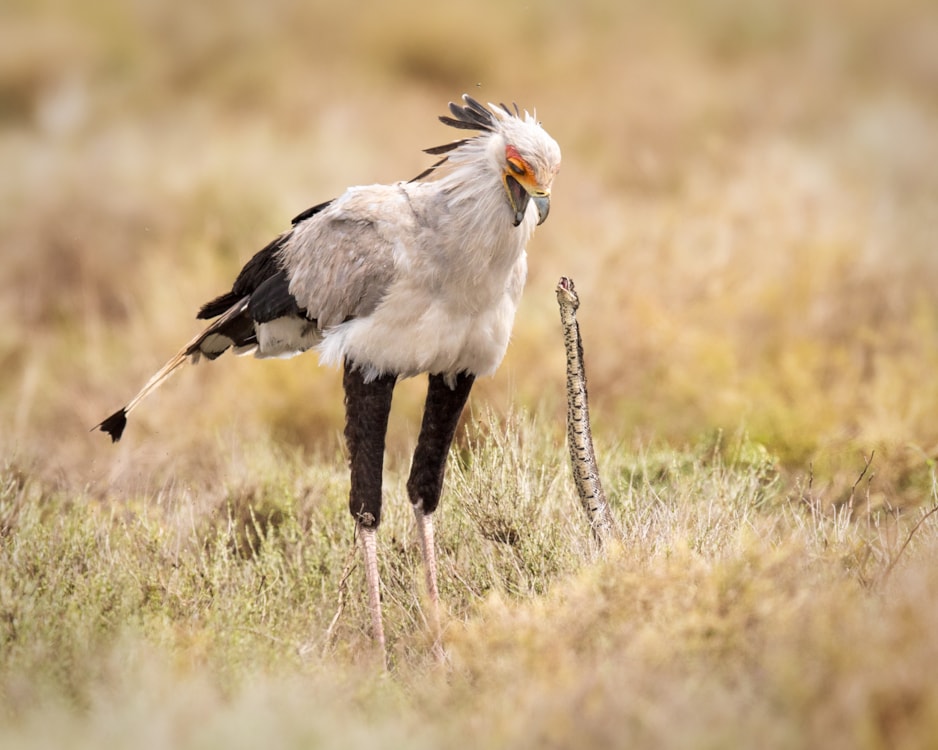 Secretarybird by John Fielding - BirdGuides