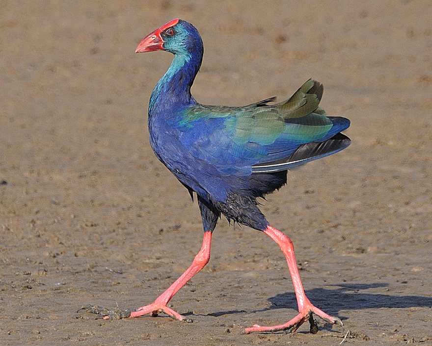 Details : African Swamphen - BirdGuides
