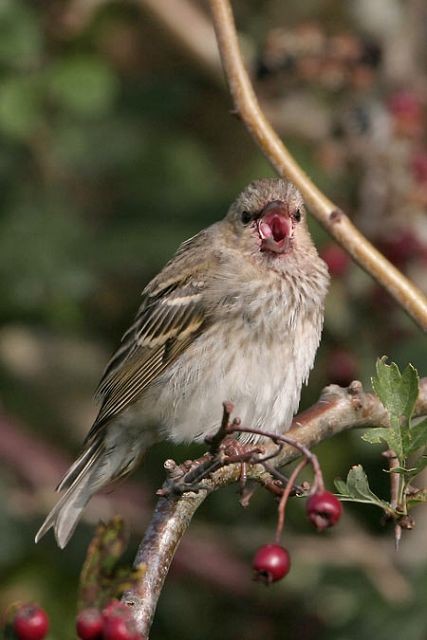 Details : Common Rosefinch - BirdGuides