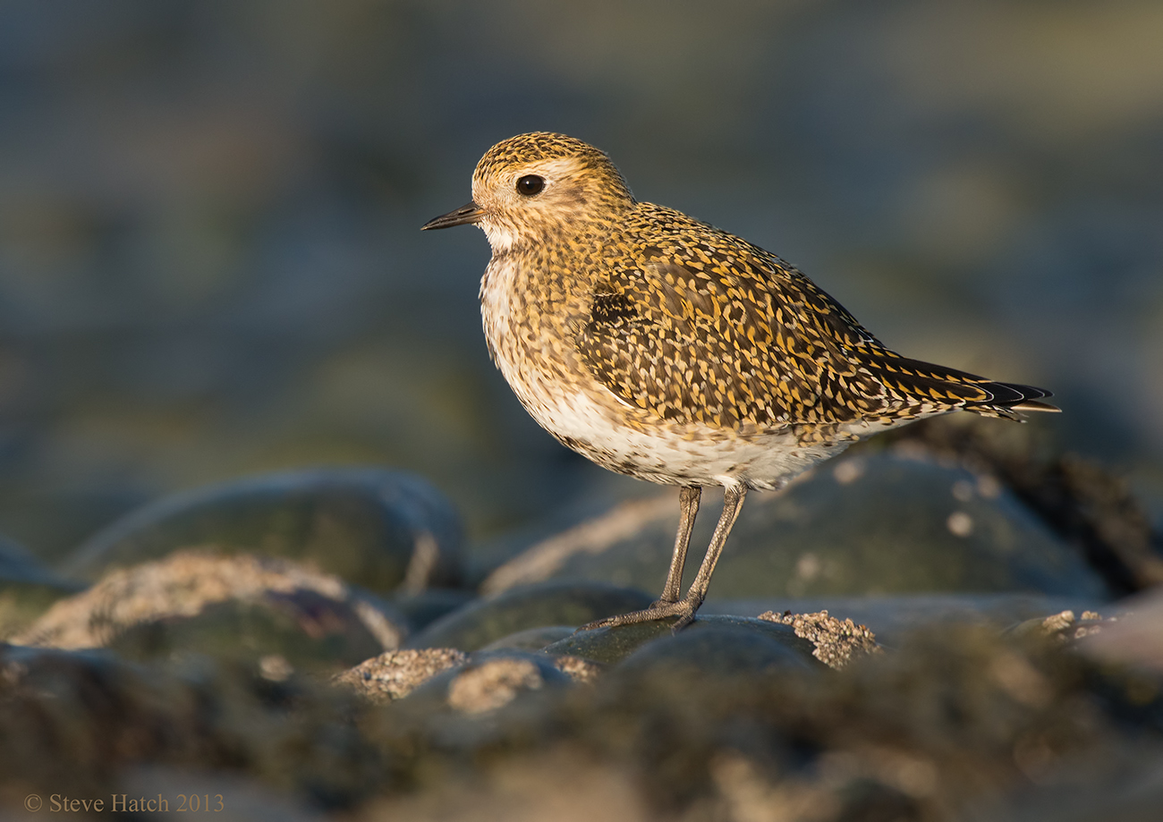 Details : European Golden Plover - BirdGuides