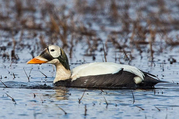 Details : Spectacled Eider - BirdGuides