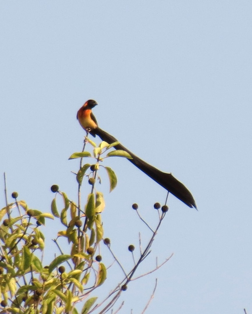 Exclamatory Paradise Whydah by Sal Ellis - BirdGuides