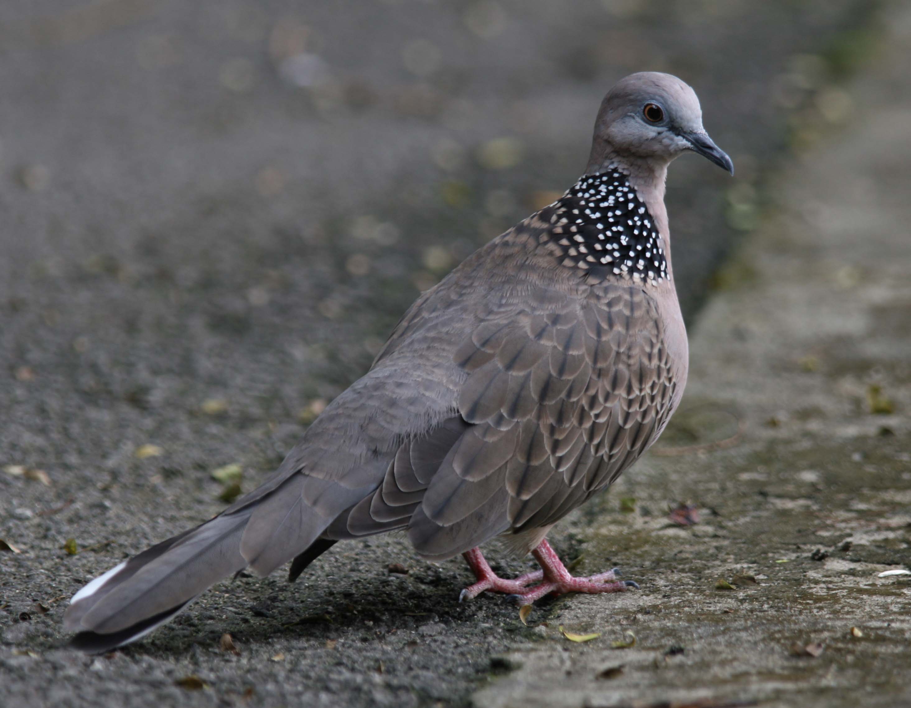 Details : Spotted Dove - BirdGuides