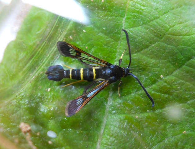 Sallow Clearwing by Steve Whitehouse - BirdGuides