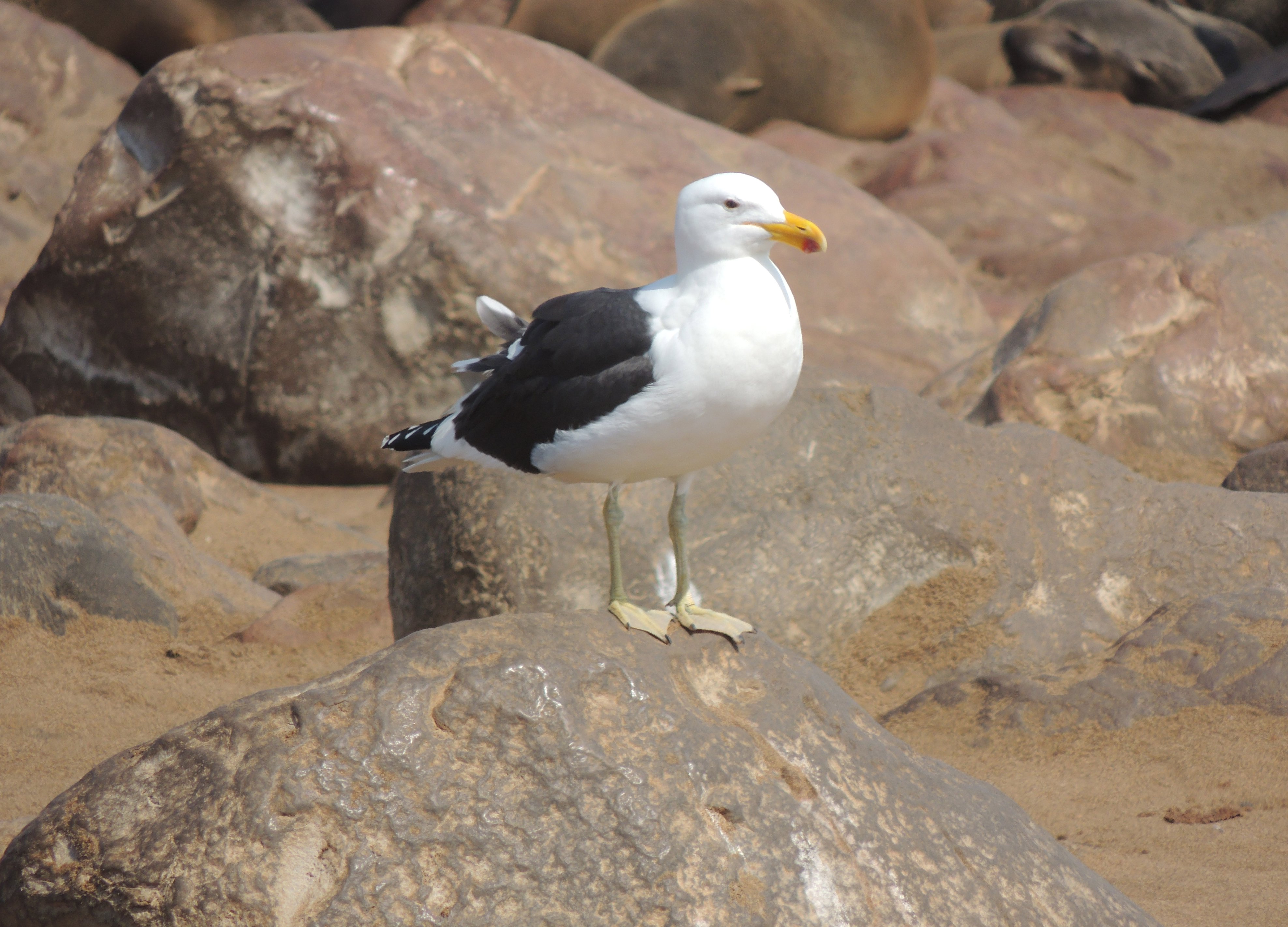Details : Kelp Gull - BirdGuides