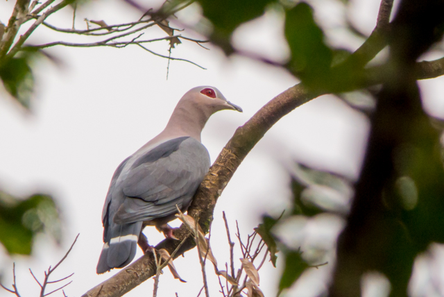 Details : Pinon's Imperial Pigeon - BirdGuides