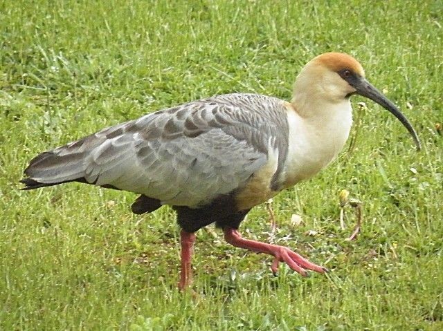 Details : Black-faced Ibis - BirdGuides