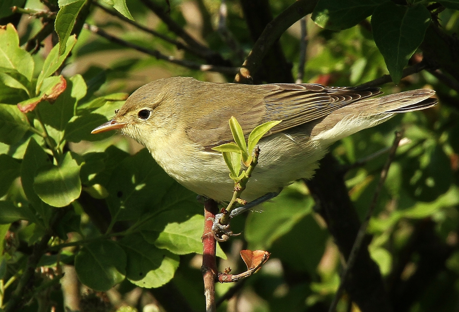 Details : Icterine Warbler - BirdGuides