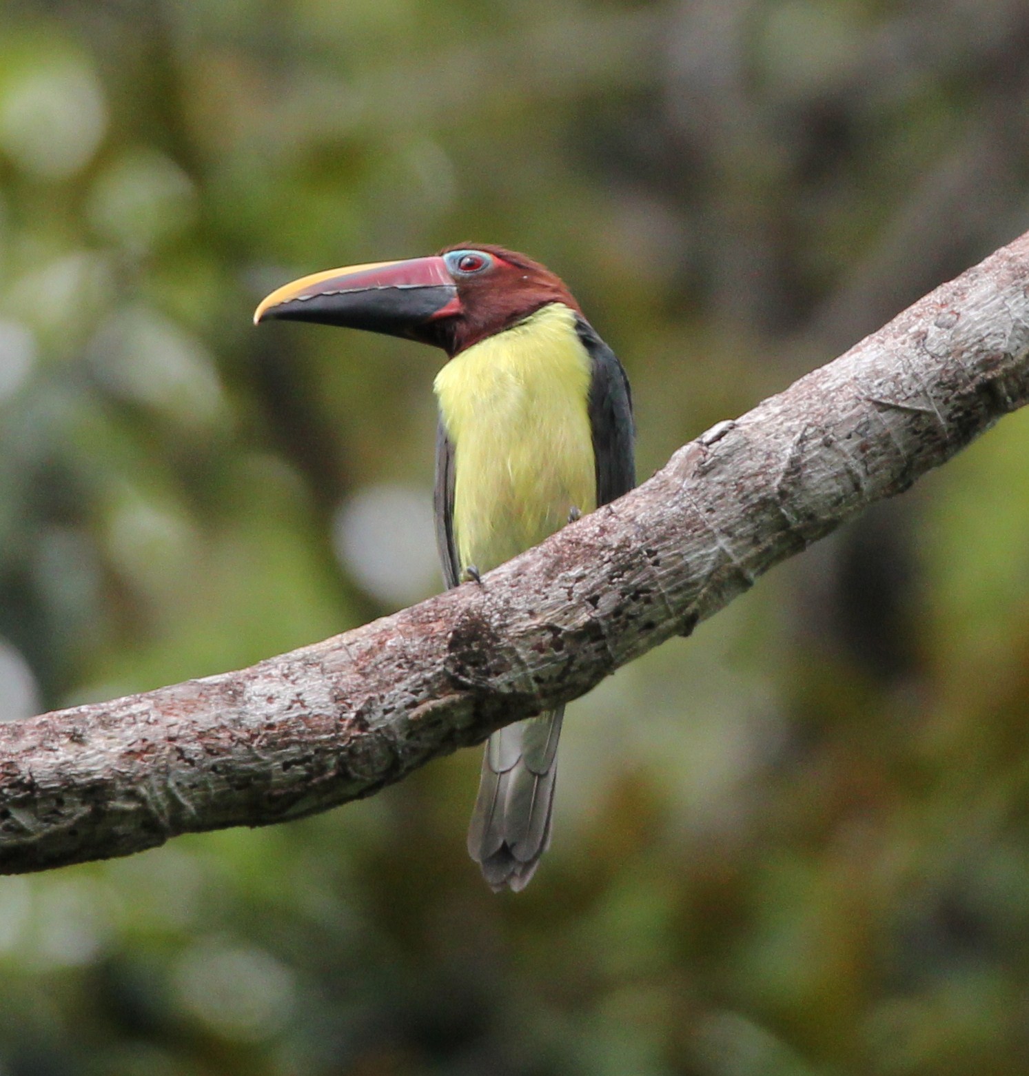 Details : Green Aracari - BirdGuides
