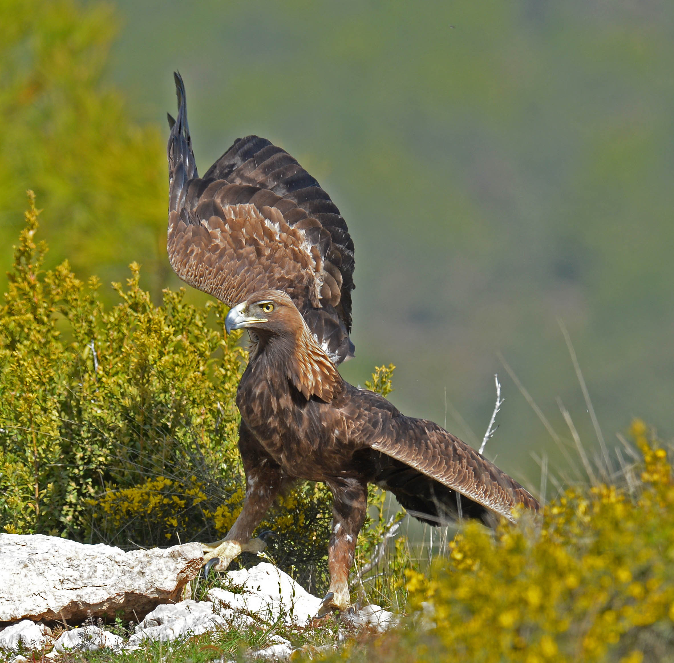 Details : Golden Eagle - BirdGuides