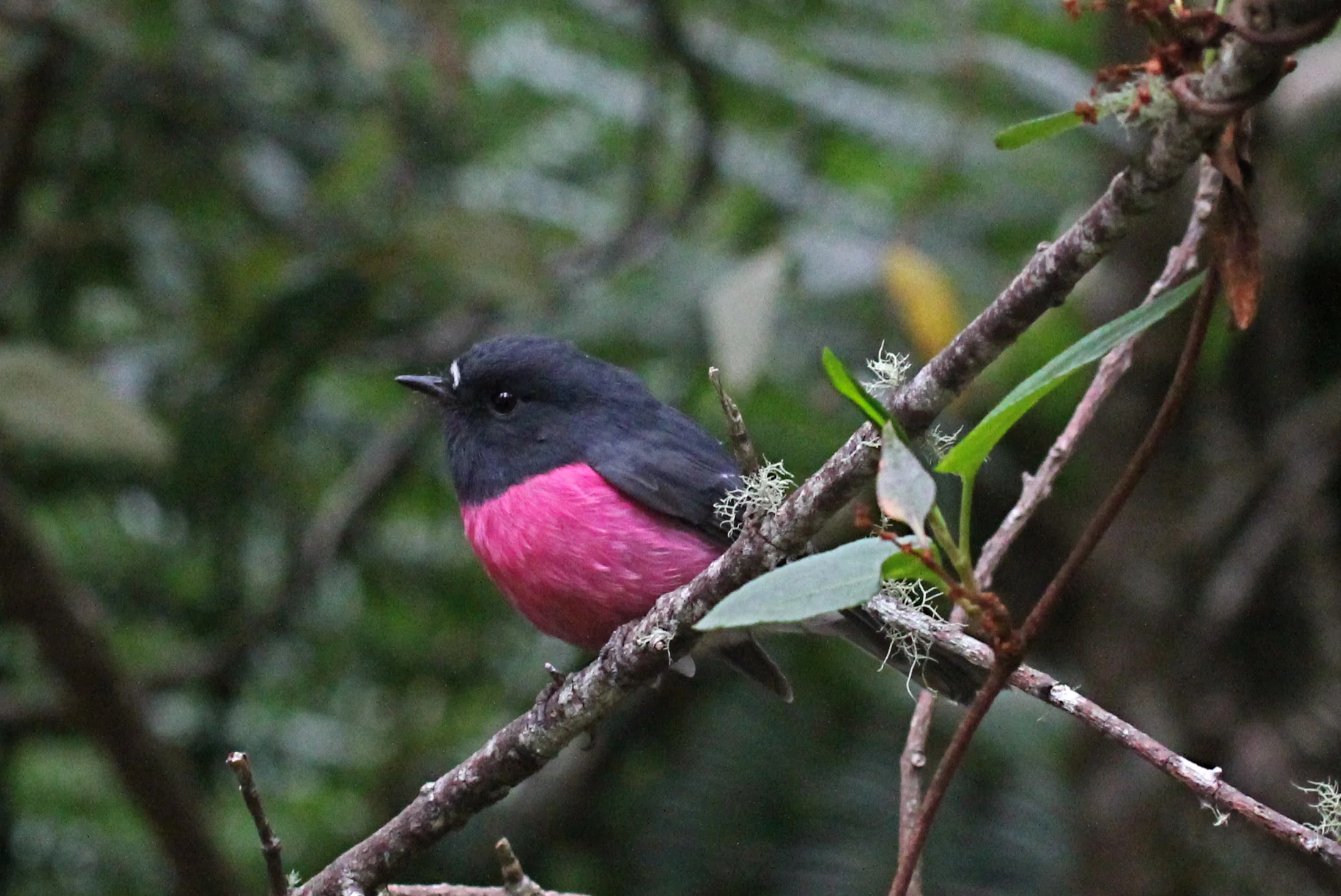 Details : Pink Robin - BirdGuides