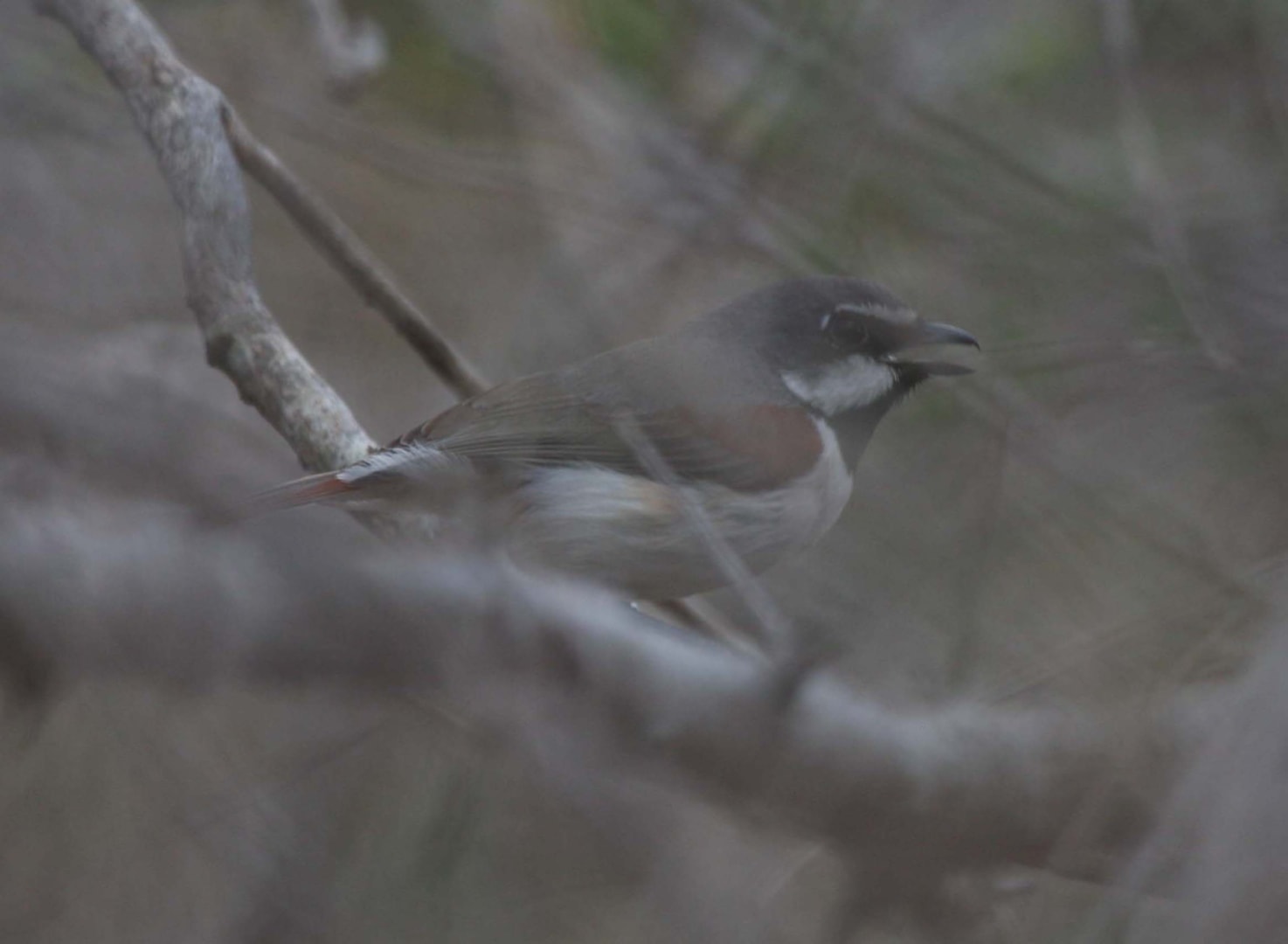 Red-tailed Vanga by Peter Gasson - BirdGuides