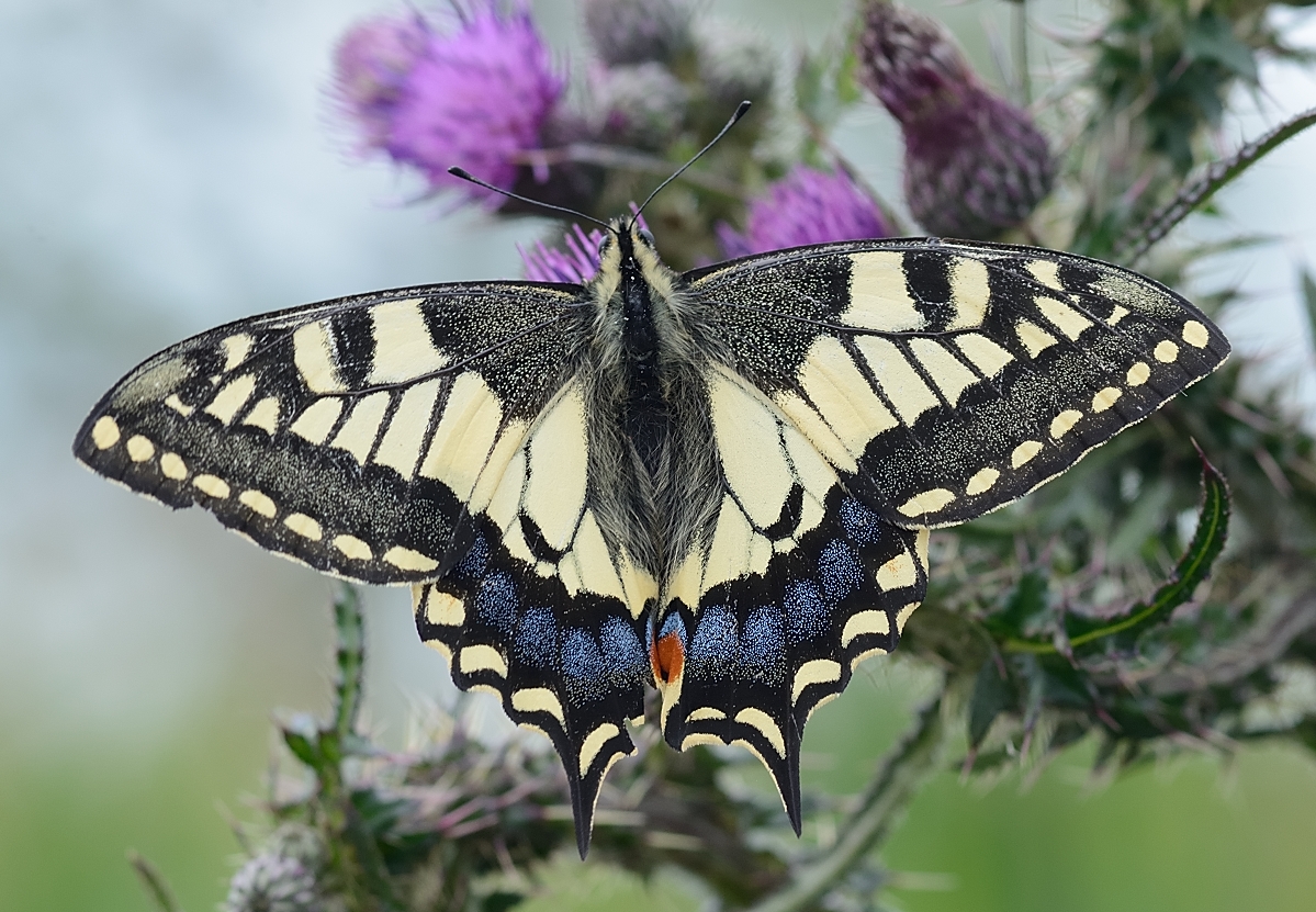 Details : Swallowtail - BirdGuides