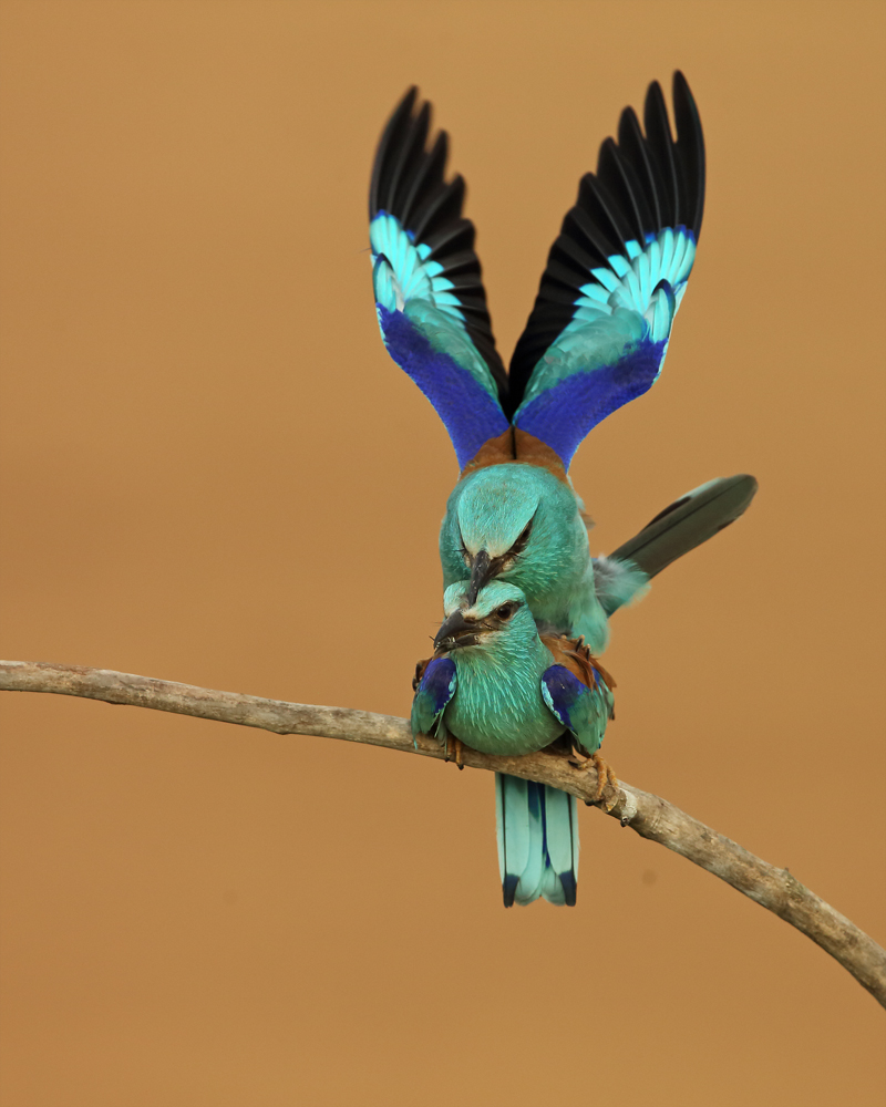 Details : European Roller - BirdGuides