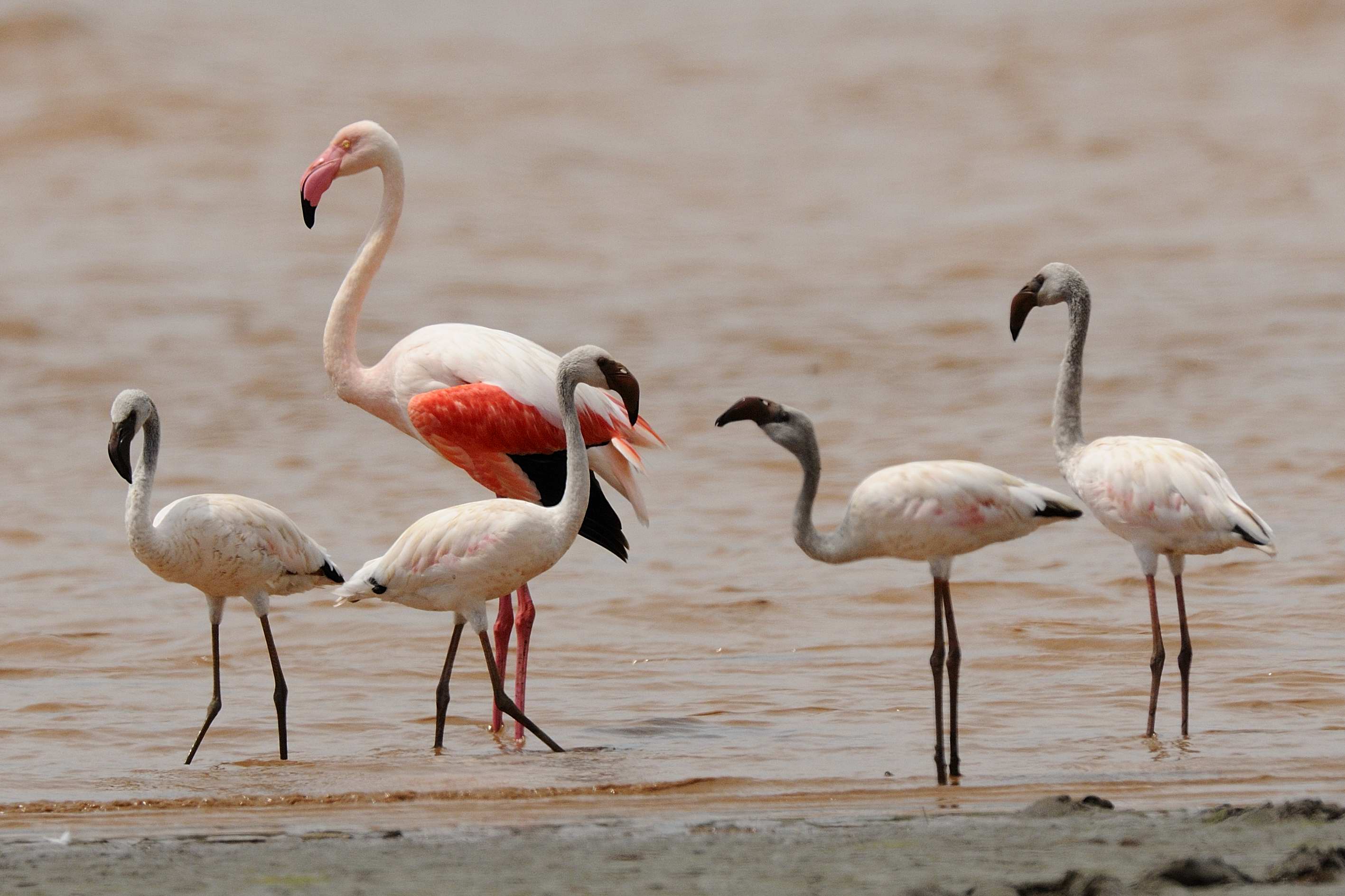 Details : Lesser Flamingo - BirdGuides