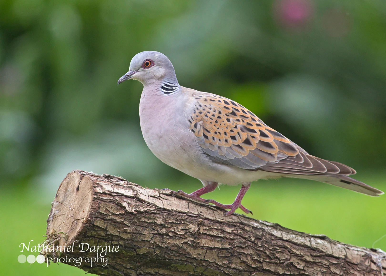 Details : European Turtle Dove - BirdGuides