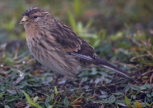 Details : Twite - BirdGuides