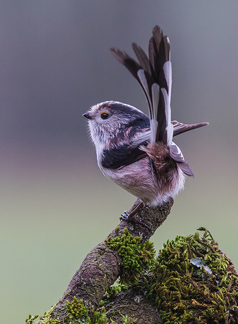 Inskip Birdwatching Site - BirdGuides