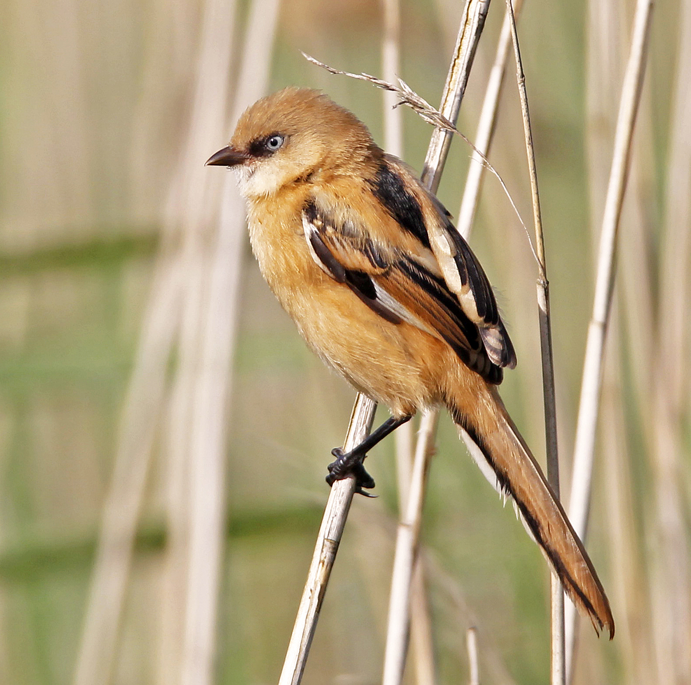 Details : Bearded Tit - BirdGuides