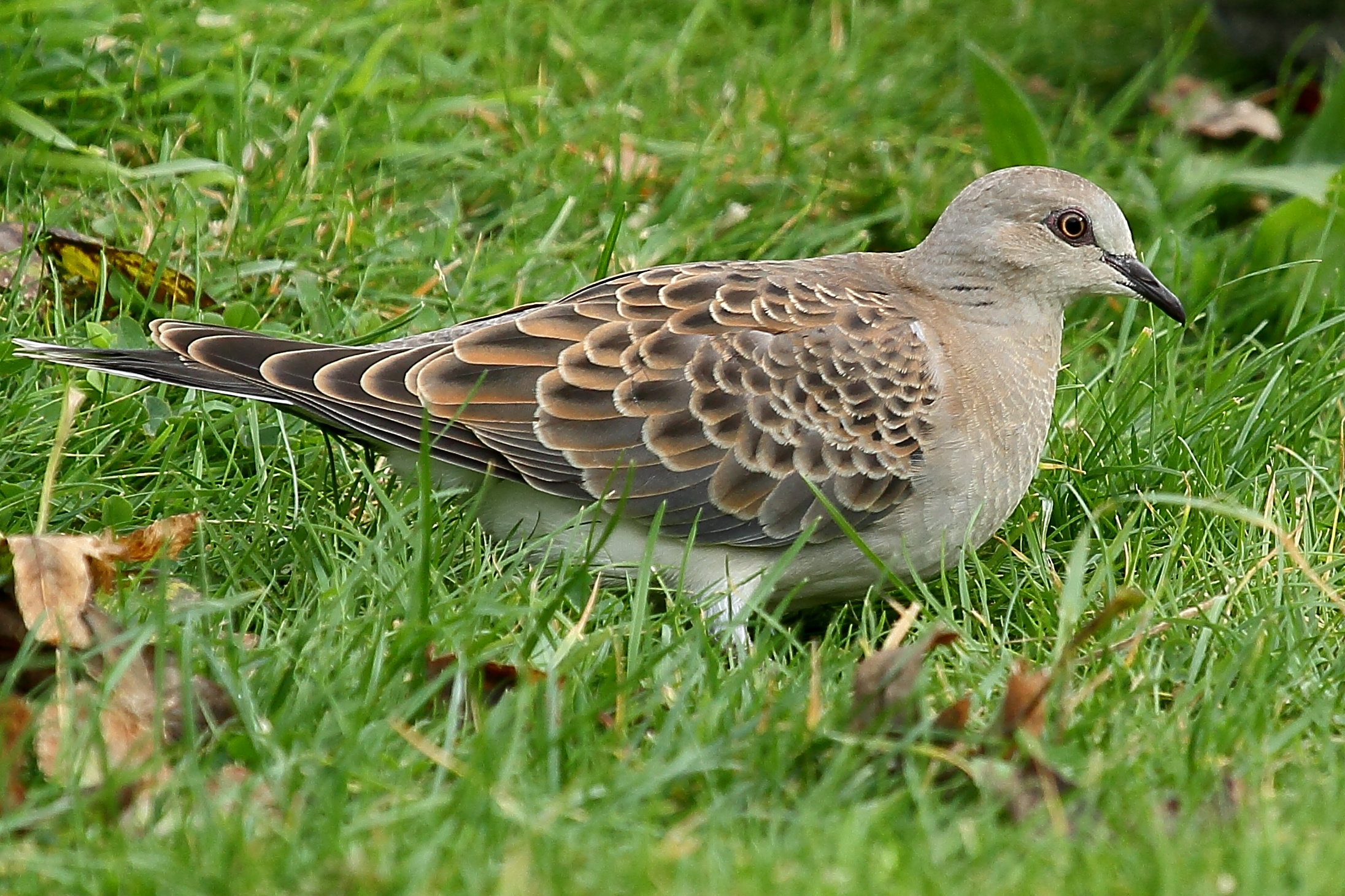 Details : European Turtle Dove - BirdGuides