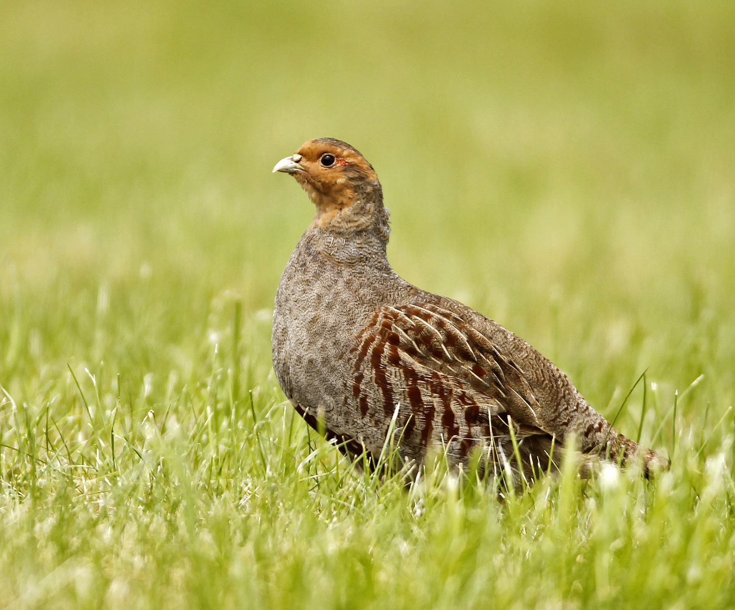 Details : Grey Partridge - BirdGuides