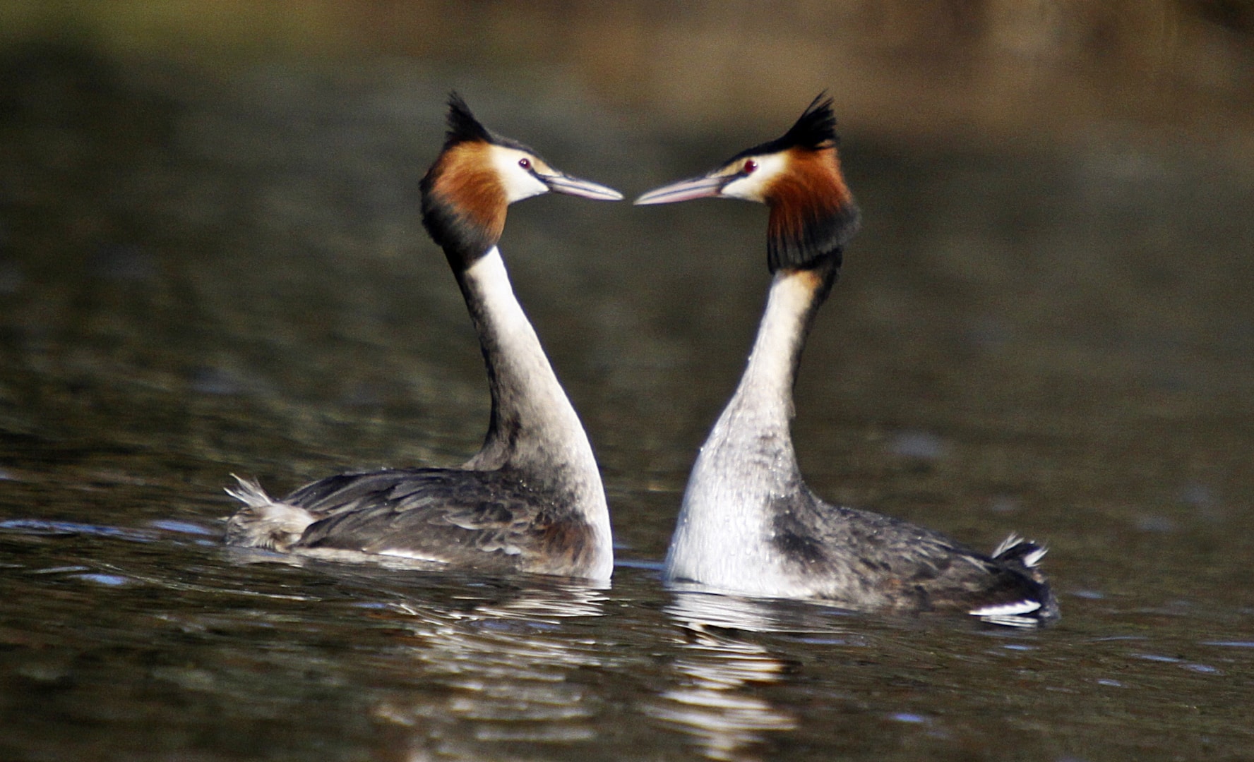 Great Crested Grebe by Jake Gearty - BirdGuides
