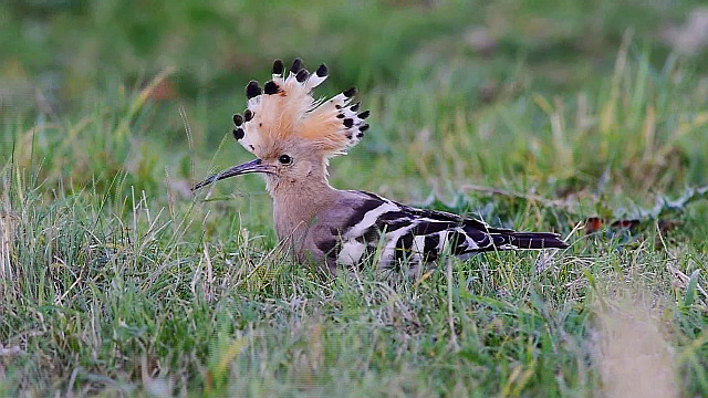 Details : Hoopoe - BirdGuides