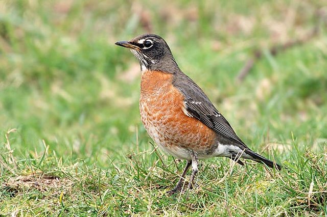 Details : American Robin - BirdGuides