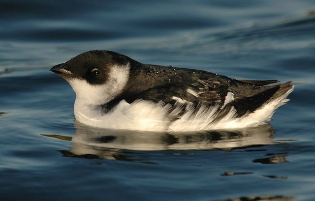 Details : Little Auk - BirdGuides