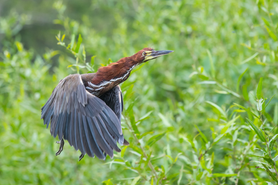 Details : Rufescent Tiger Heron - BirdGuides
