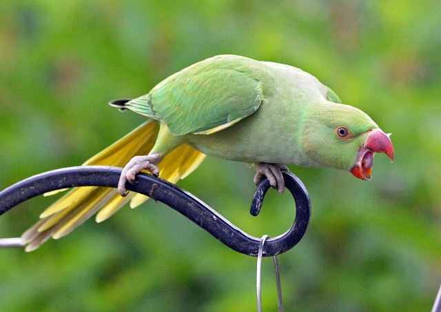 Call for gardens with parakeets - BirdGuides