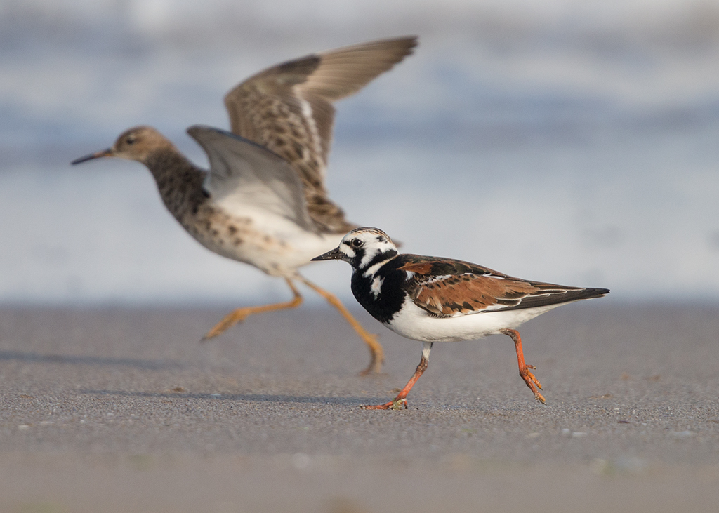 Details : Ruddy Turnstone - BirdGuides